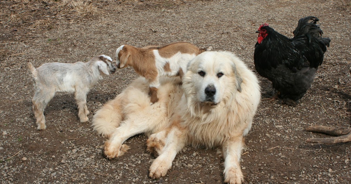 Hilltop Great Pyrenees: About Us & Great Pyr Info