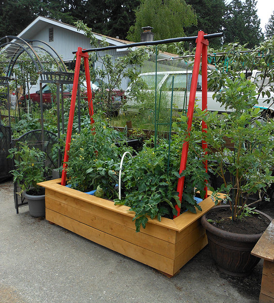 The Shade Gardener: Overhead / Vertical Tomato Trellis - Let Them Reach ...