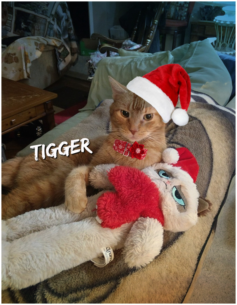 Peaches and Paprika: Cats of the Month - Tigger & Tony - April 2020