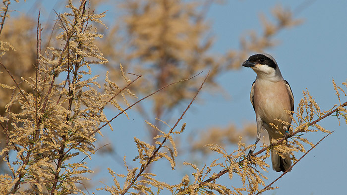 El Herrerillo: Conservación del alcaudón chico (Lanius minor) en Cataluña