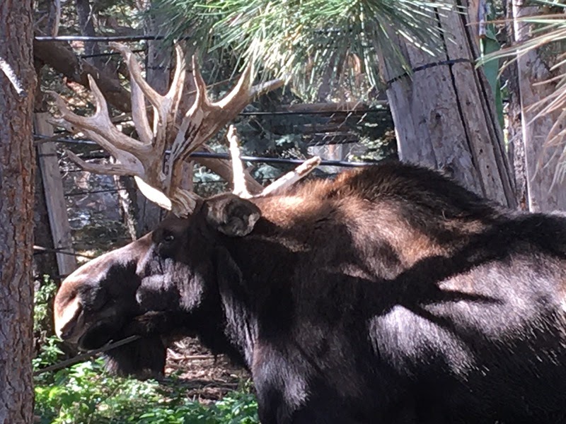 The Zoo Review: Species Fact Profile: Moose (Alces alces)