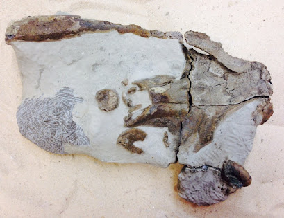 The Coastal Paleontologist: The Eocene - rather than Oligocene - origin ...