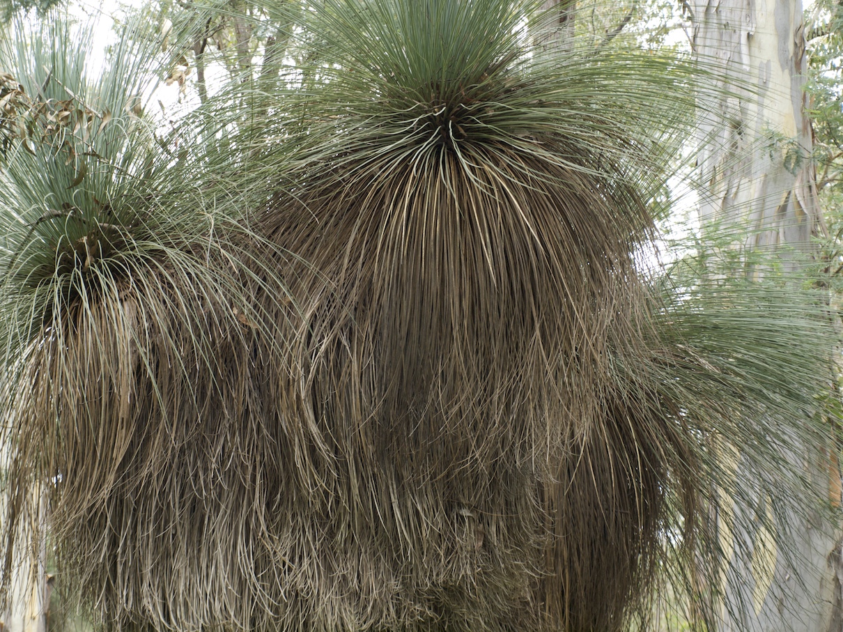 Grass Tree Forest