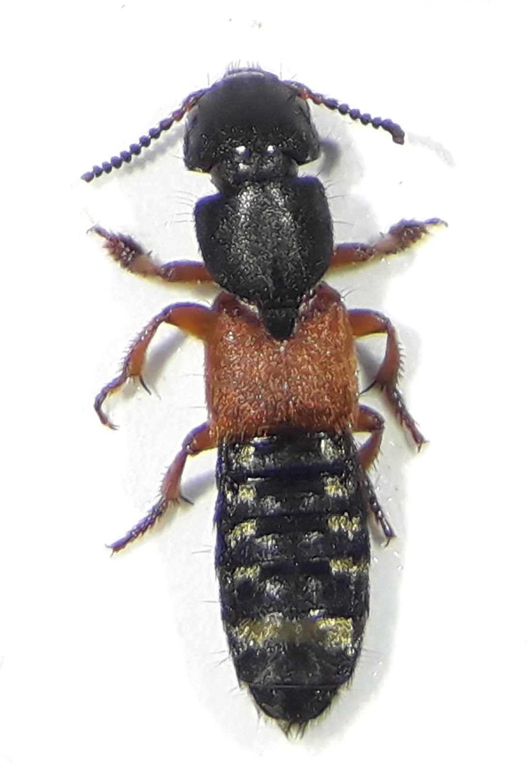 Nature Of Fife: Staphylinus erythropterus, Charles Hill, Dalgety Bay