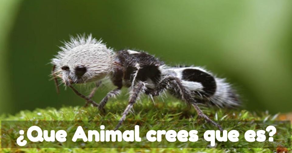 En Chapinero: Sorpresa de la Naturaleza - ¿Un animal Mutante?