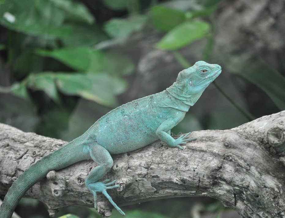 ZOOTOGRAFIANDO (MI COLECCIÓN DE FOTOS DE ANIMALES): BASILISCO VERDE ...