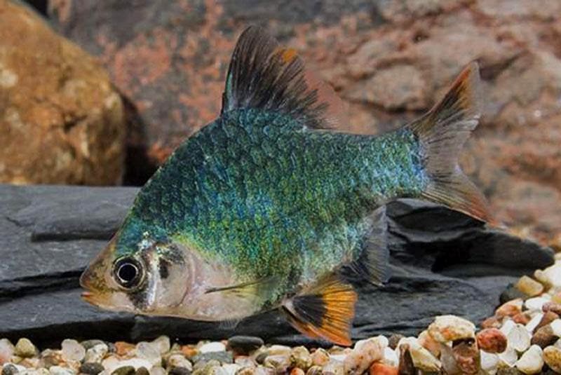 Green Tiger Fish - Puntius Tetrazona | TROPICAL FISH