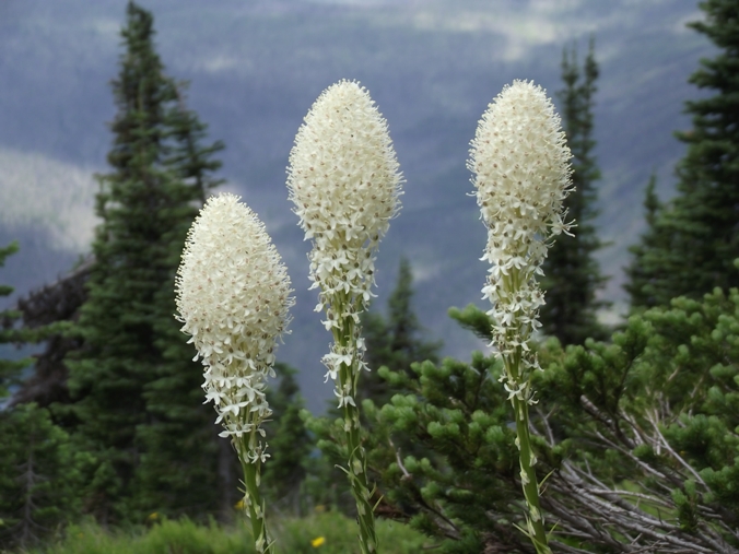 The Huckleberry Hiker: Prolific Beargrass Blooms in Glacier National ...