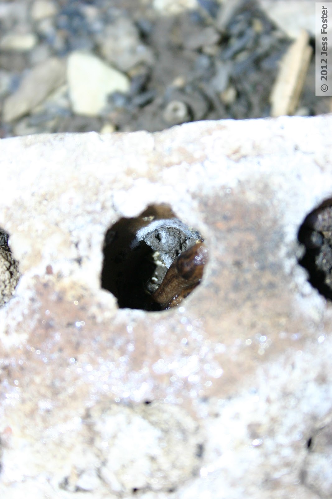 Sluggin' Along: Slug Waste Disposal: Part 2