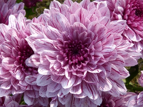 A Guide To Chrysanthemum Seeds | Green Thumb Magazine