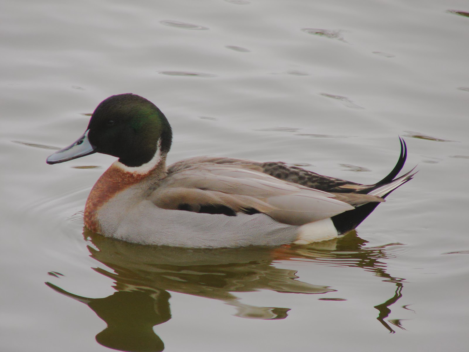 Connecticut Audubon Society: A Rare and Unusual Hybrid Duck in Stratford