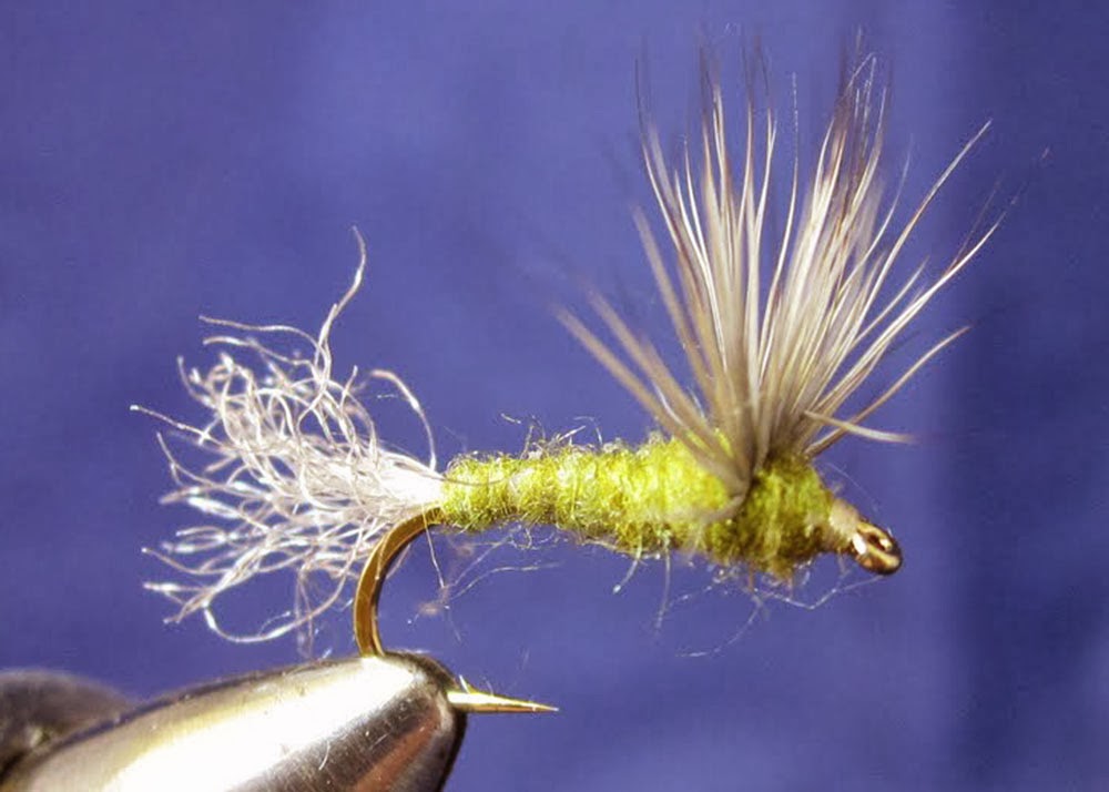 Jon Baiocchi Fly Fishing News: The Skwala Stonefly ~ Identification ...