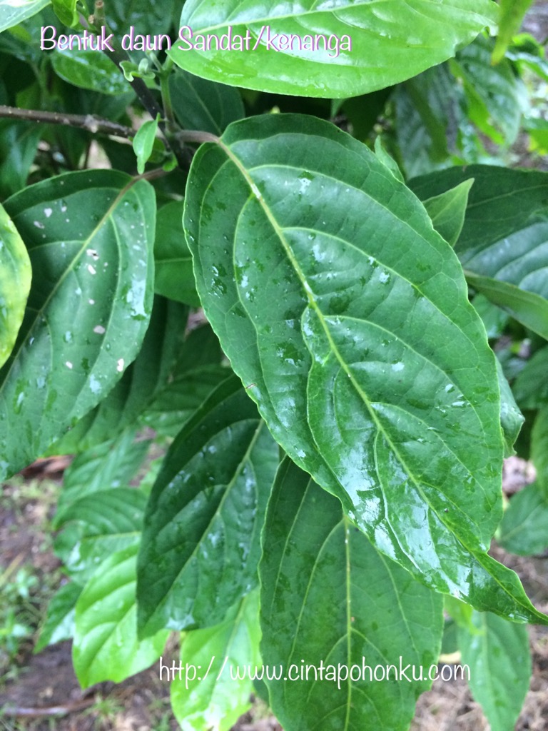 40+ Warna Hijau Sandat Paling Modern Dan Nyaman