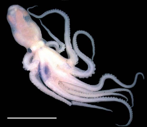 Alam Mengembang Jadi Guru: Eight Coolest Octopus