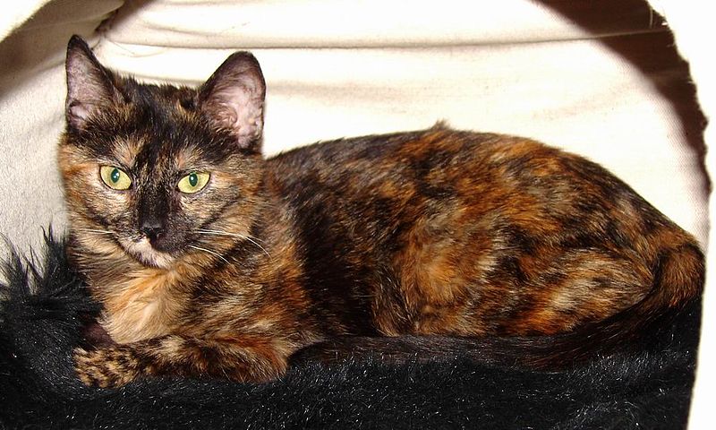 Musings of a Biologist and Dog Lover: Why Tortoiseshells are Tortoiseshells