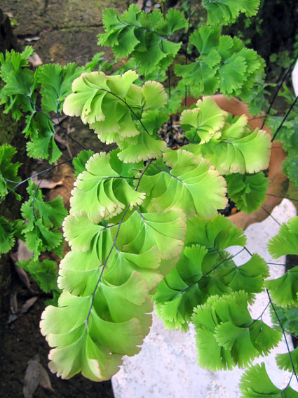 PatraBooks: Adiantum tenerum “Bicolor Complex”