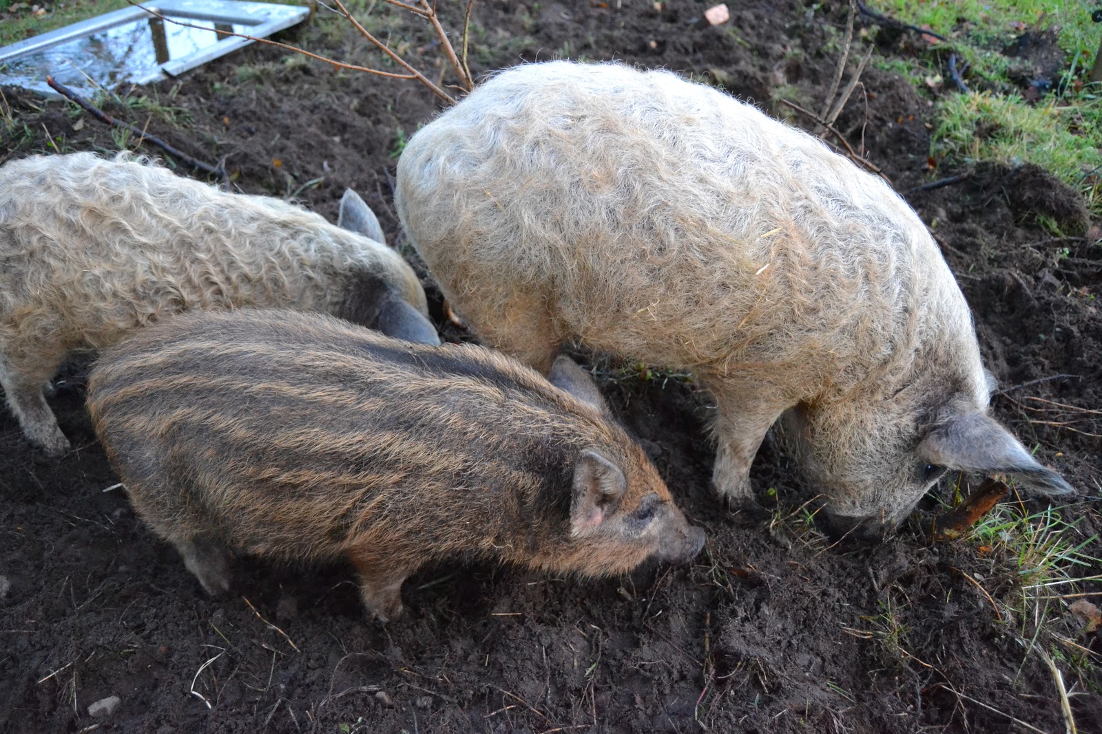 Birkegården: Glade svin