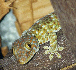 Tokay gecko Or Tuko: WE BUY YOUR TUKO OR TOKAY GECKO WITH THE BEST PRICE