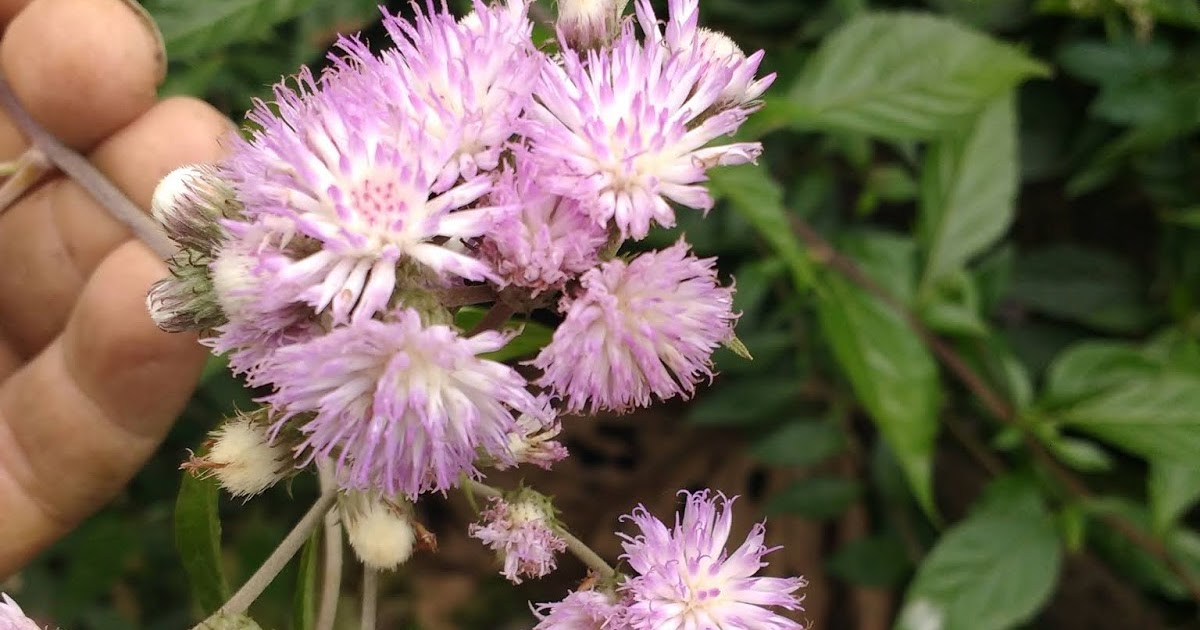 Hierba de San Simón (Vernonia scorpiodes)