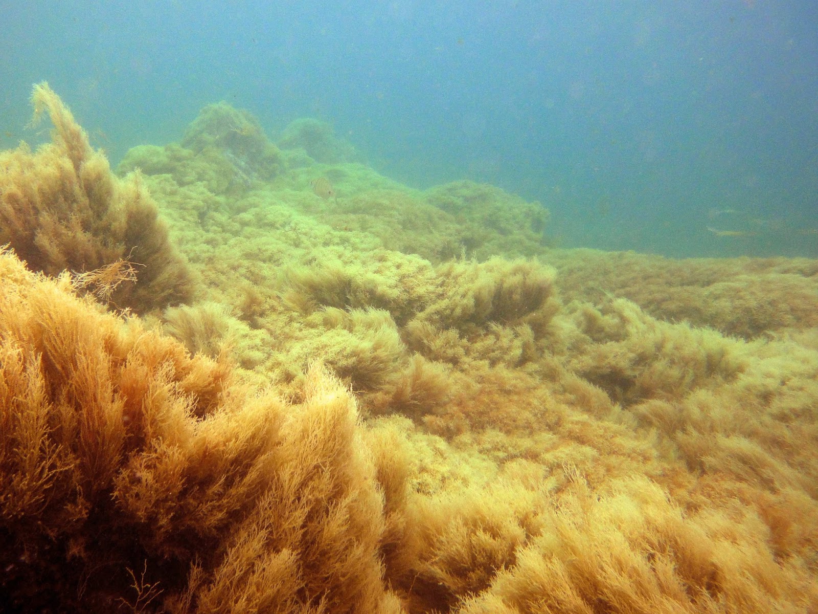 Check the Sea. Web de buceo y fotografía submarina de las Islas ...
