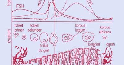 Ovulasi dan Proses Terjadinya Siklus Menstruasi | Valkyries
