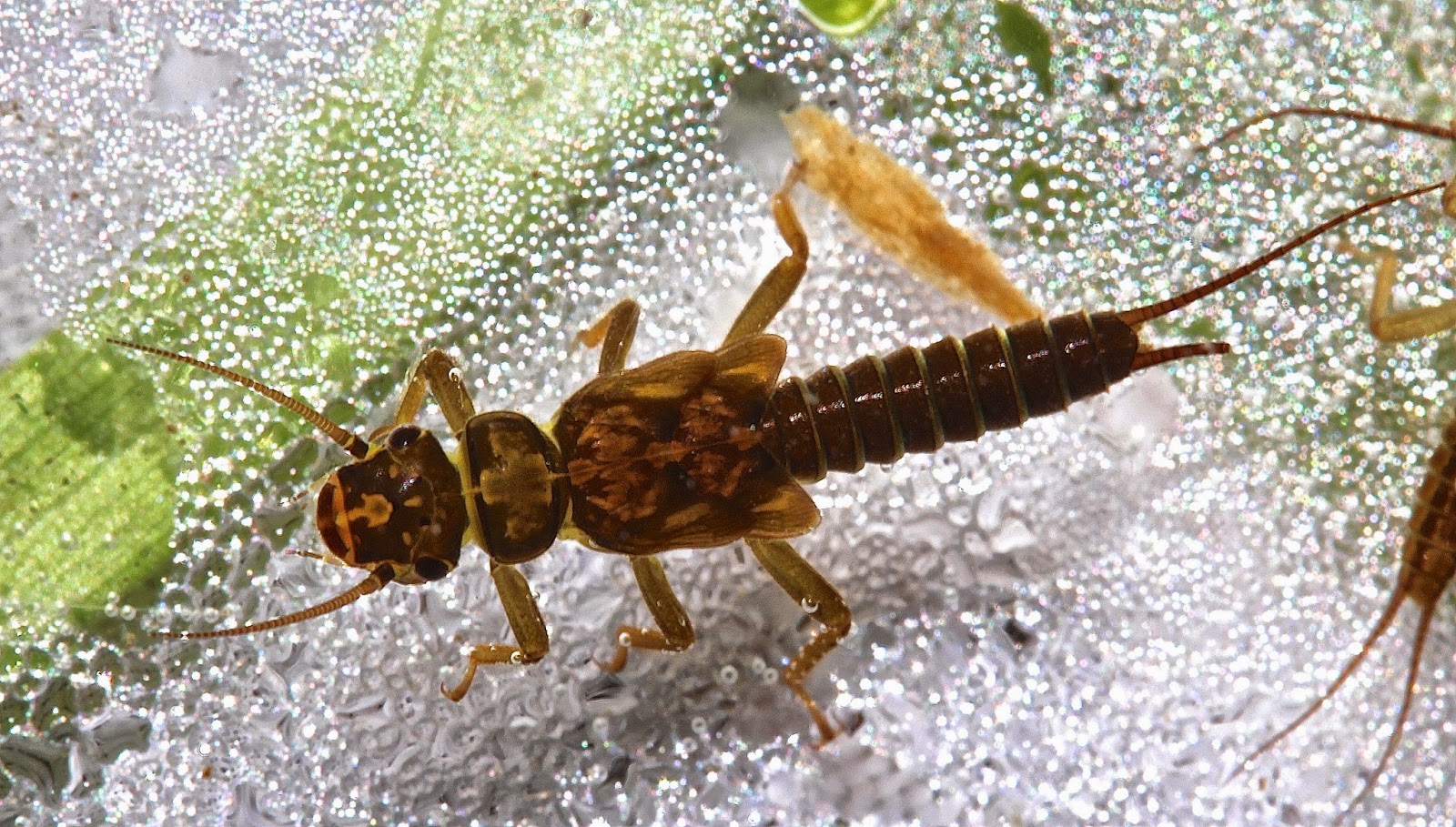 Aquatic Insects of Central Virginia: A "rare stonefly" day at the ...