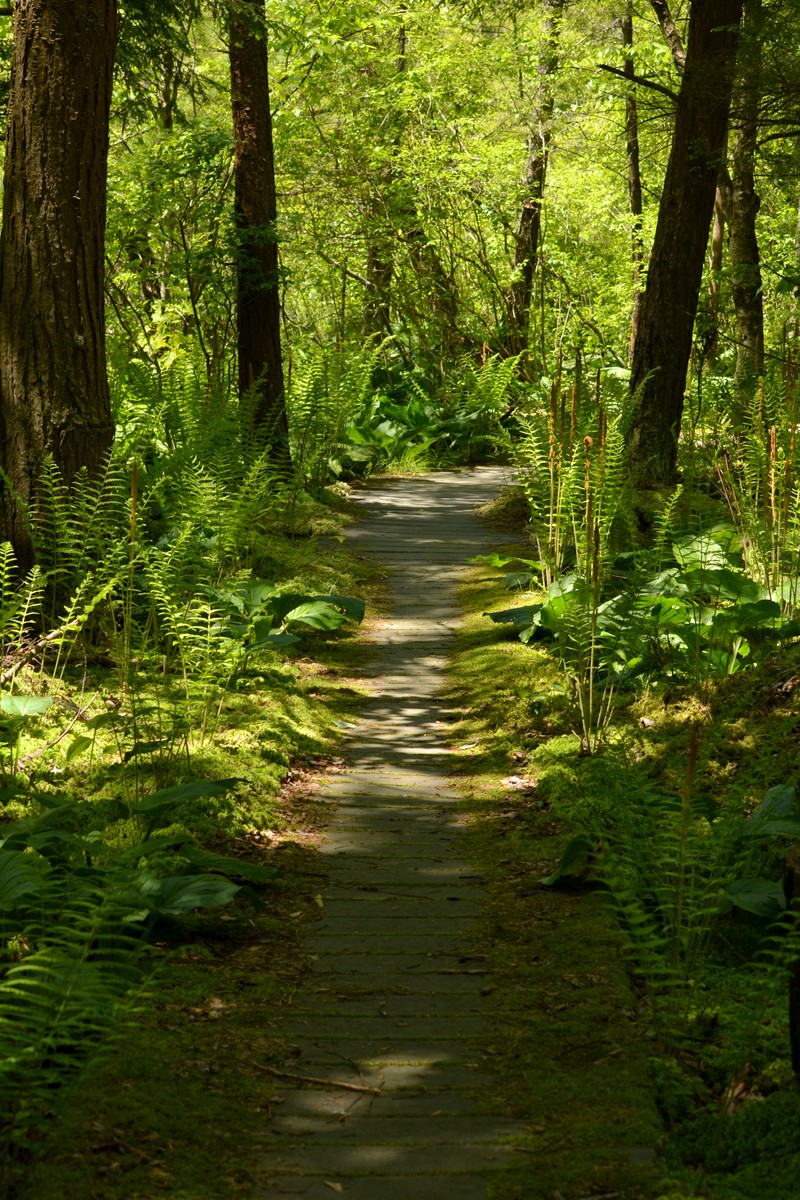 Woods Walks and Wildlife: Two Walks: Visiting a Bog, Plus a Few ...