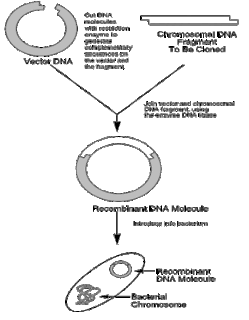 genetic engineering blog: how does gene manipulation occur