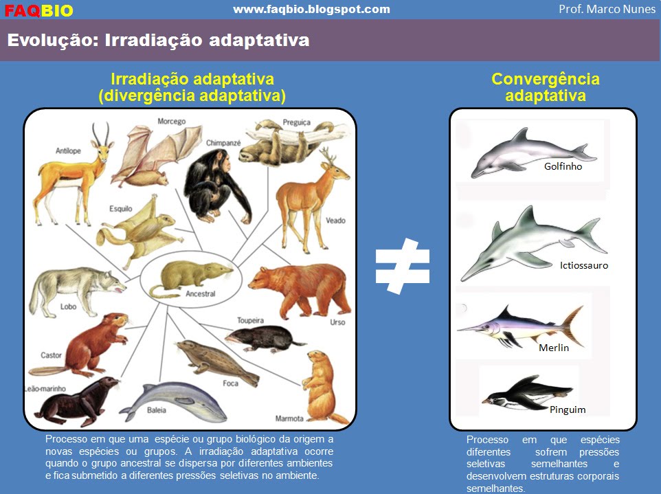 O Que é Convergência Adaptativa - RETOEDU