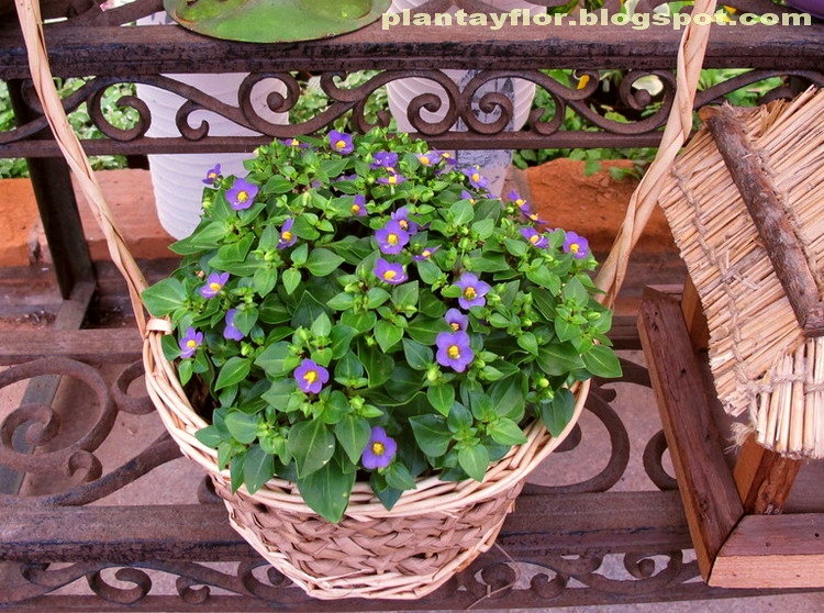 Plantas y flores: Exacum affine