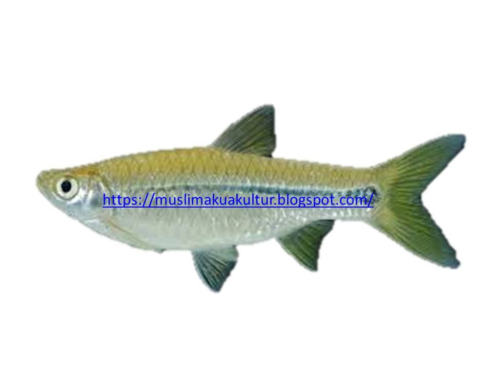 MUSLIM HOMEPAGE: Ikan seluang sumatera