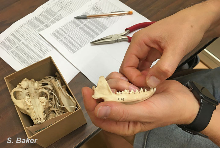 Friends of the Island Fox: How Structures in Teeth Could Provide ...