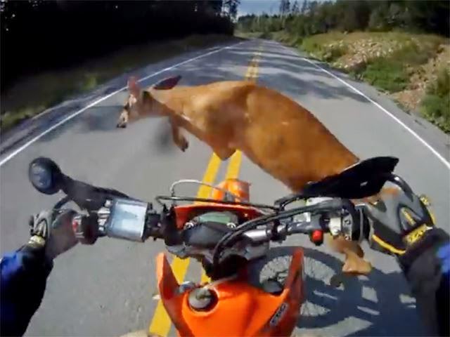 Rally WV Deer Strike