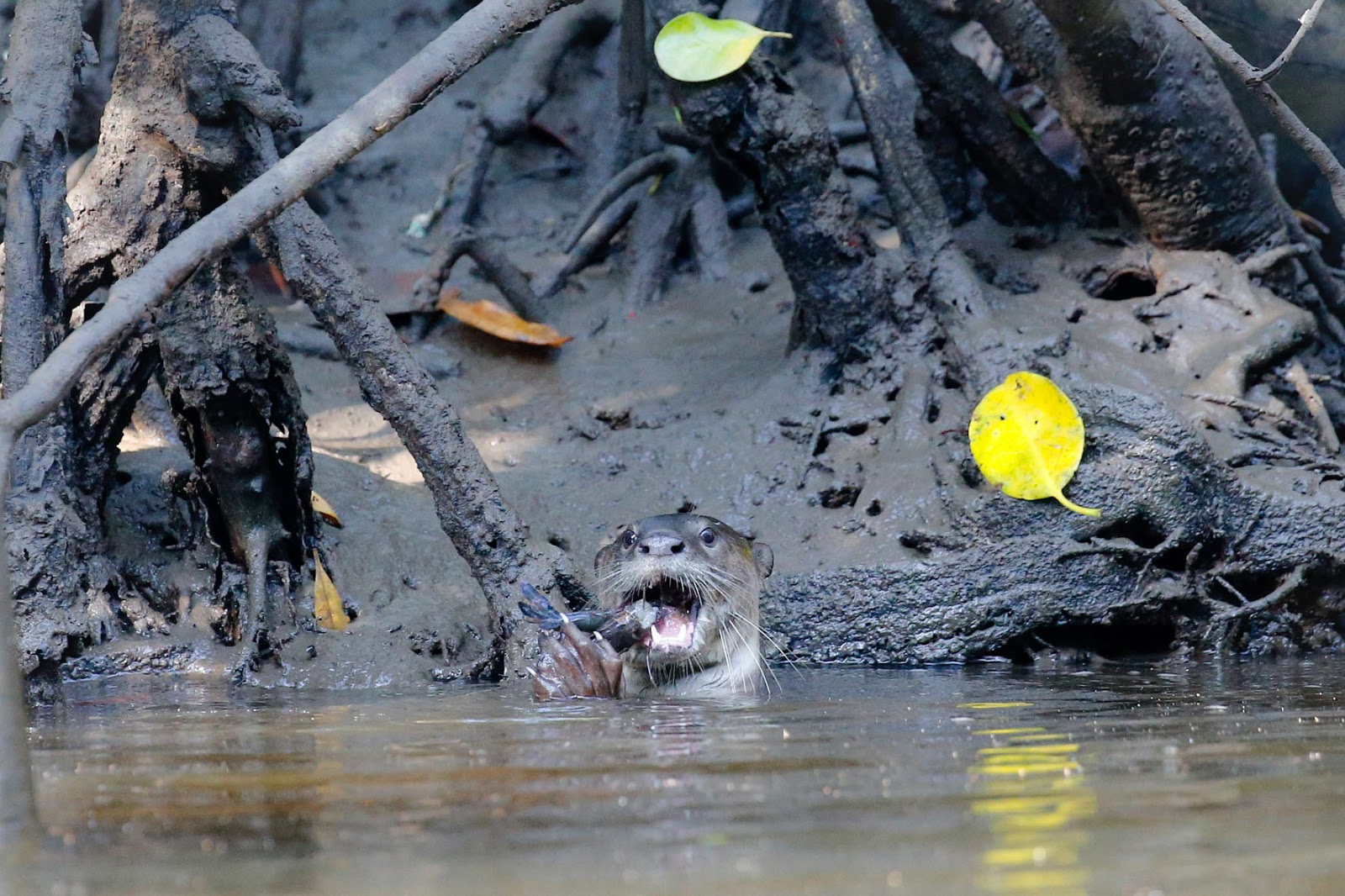 HAFIZ'S CHERATING ACTIVITIES: cherating mangrove river cruise/ nature ...
