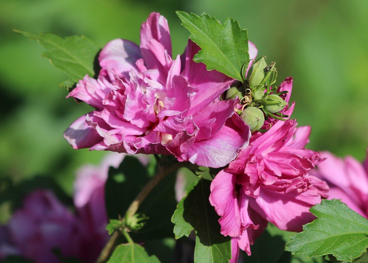 Sarah Lynn's Nature's Splendor: Photos: Fuchsia Phlox, Rose of Sharon ...