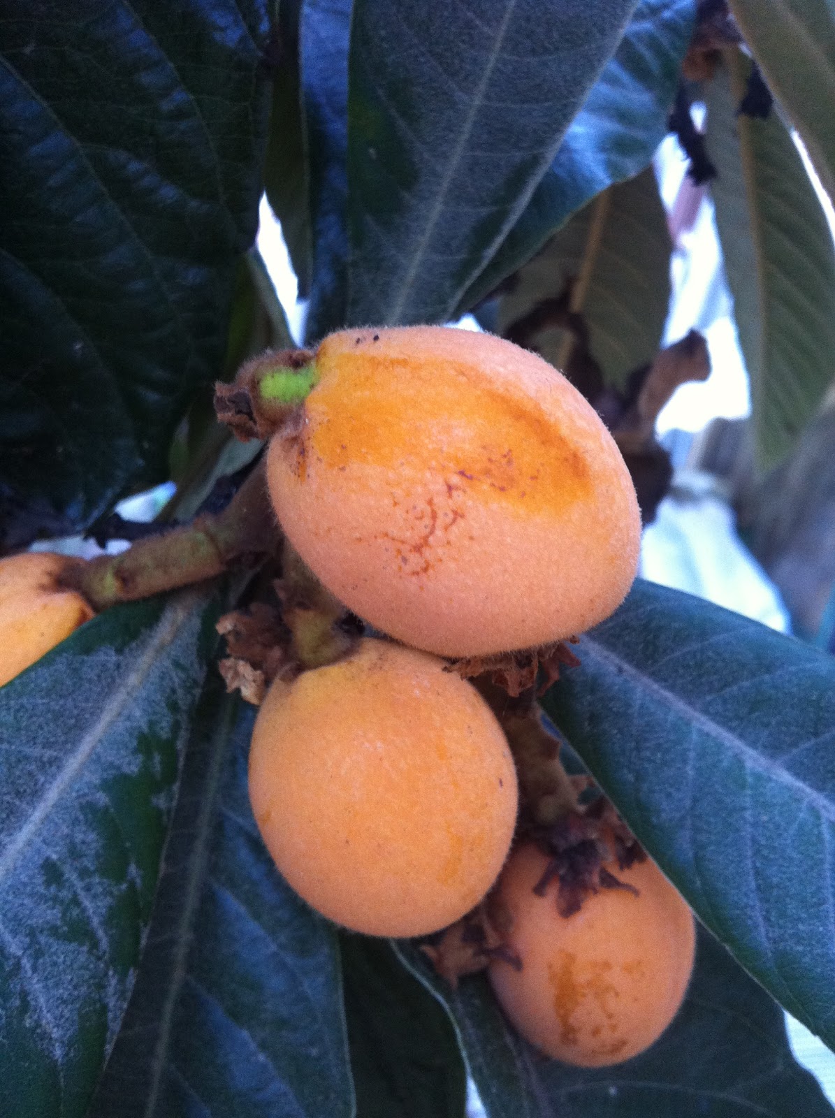 NISPERO - Nutrisana Educación