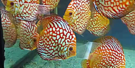 Ikan Discus - 9 Jenis Ikan Discus Beserta Harga dan Cara Merawatnya ...