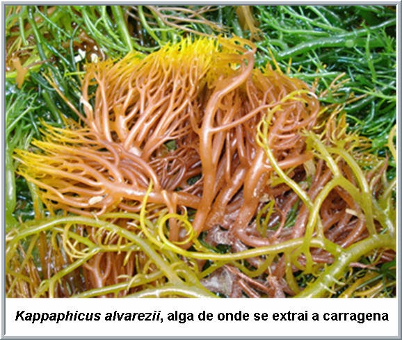 S T R A V A G A N Z A: CARRAGENA E SUAS INTERAÇÕES COM AS PROTEÍNAS CÁRNEAS