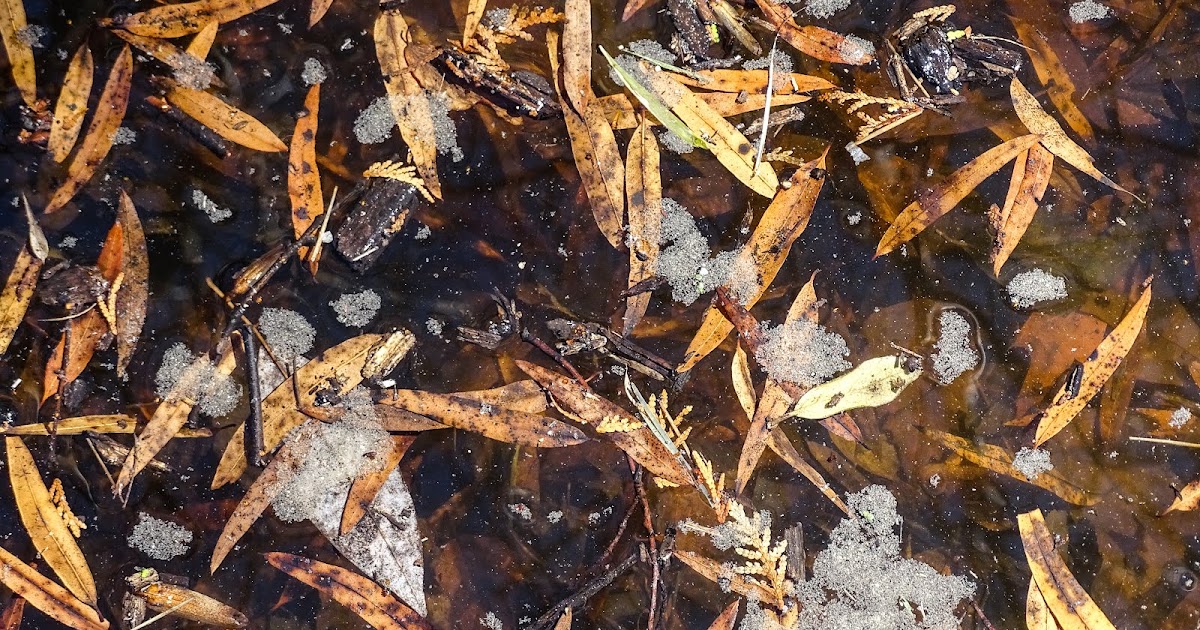 Walking Arizona: Puddle Patterns