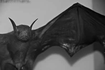 Bulldog Bat | The Most Dangerous Bats | The Wildlife