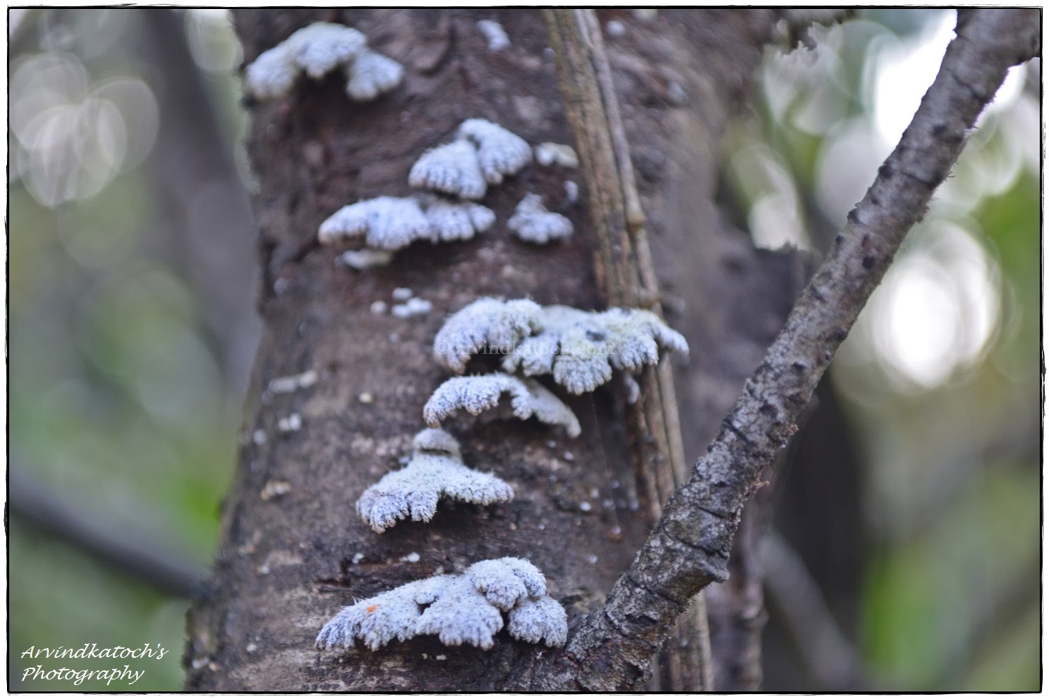 Life Sustaining on Life (Beautiful Shape Taken by Fungus Growth on a Tree)