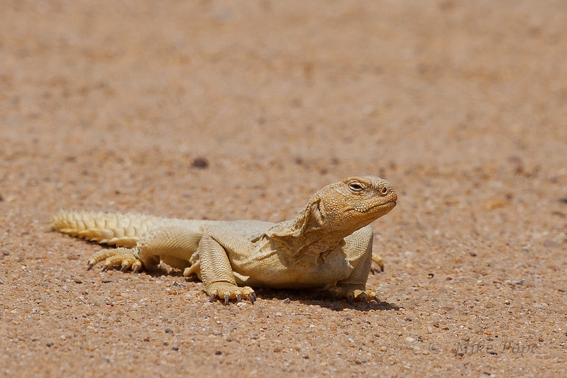 Kuwait Birding: It's raining lead