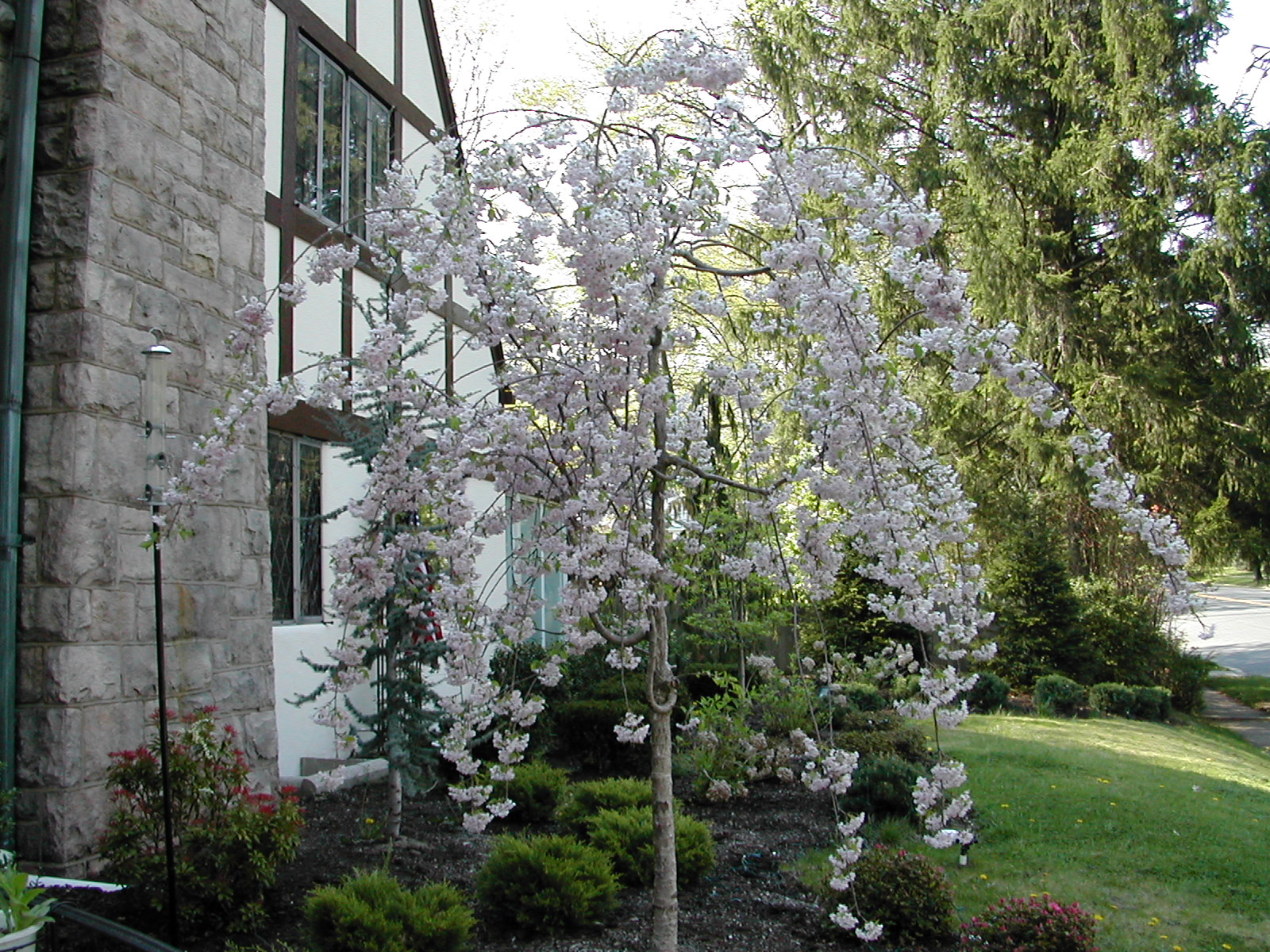 A Lapin Life: Weeping Cherry Tree