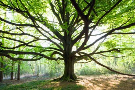 En la profundidad del Bosque: Árboles del Bosque