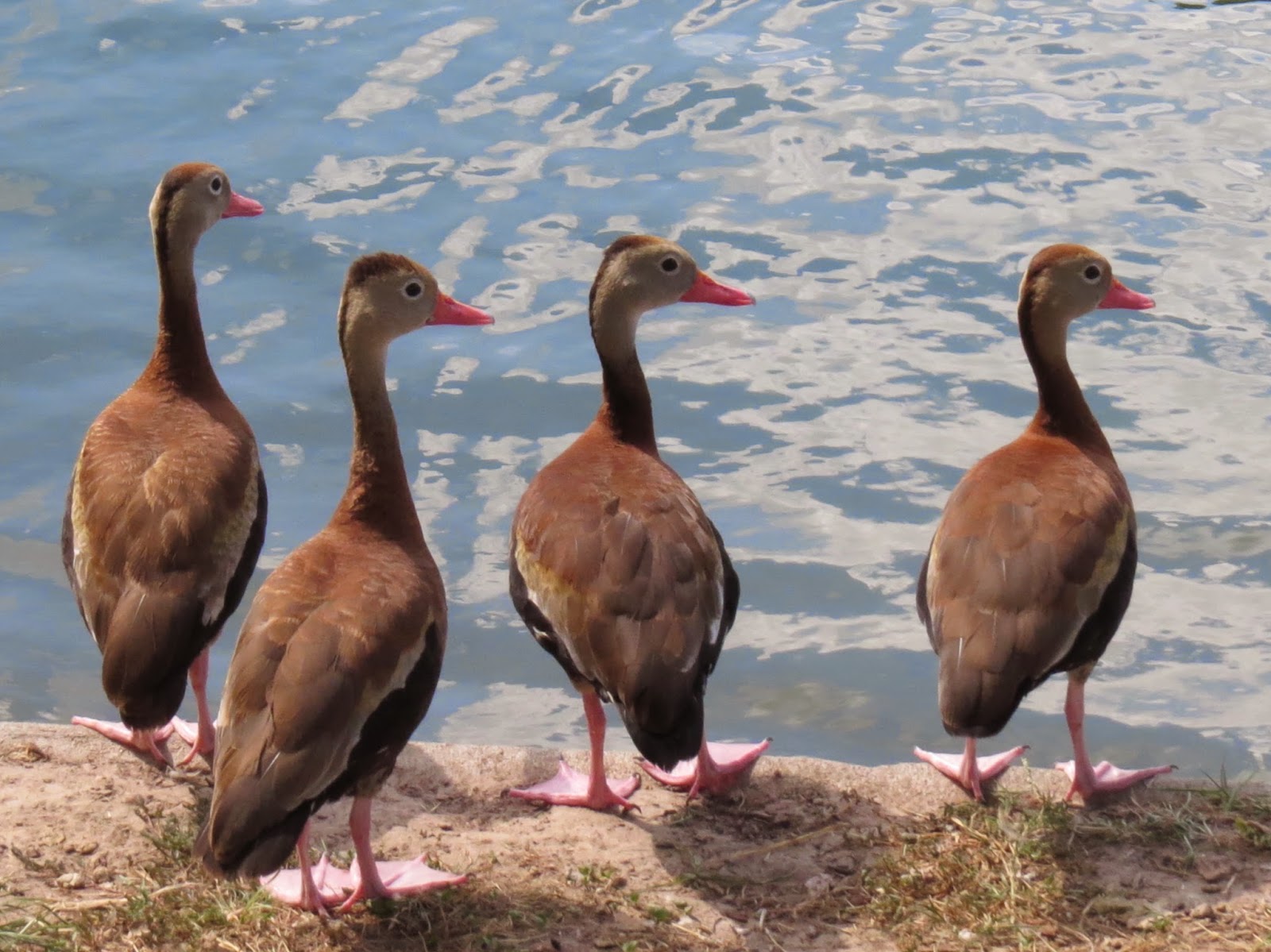 SE Texas Birding & Wildlife Watching: Ducks Again