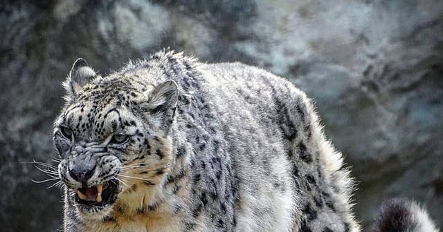 daily timewaster: One angry snow leopard