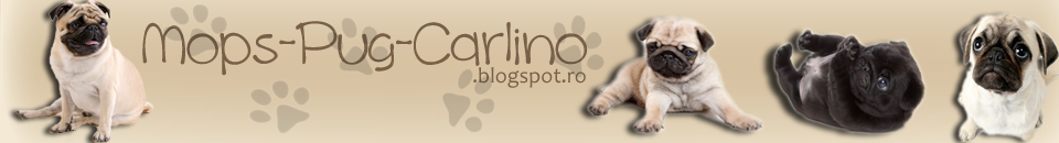 Mops-Pug-Carlin - un blog dedicat acestei rase de catei