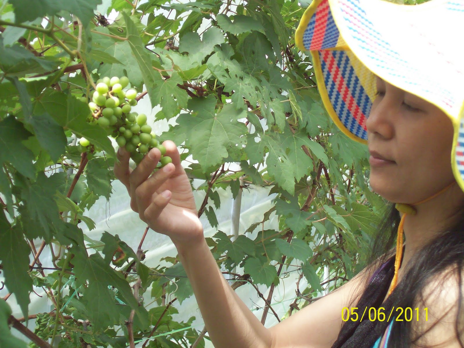 My Learning Stages: Visited Grapes Farm