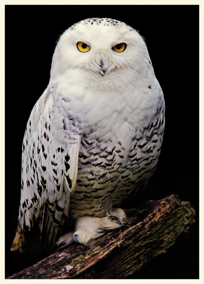 Five Point Fox: The Rare Northeastern Scottish Wingless Owl