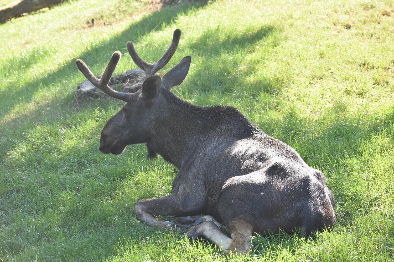 ZOOTOGRAFIANDO (MI COLECCIÓN DE FOTOS DE ANIMALES): ALCE EUROASIÁTICO ...